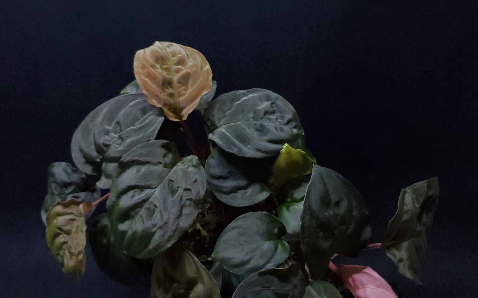 Homalomena sp.（ホマロメナ sp.）の育て方