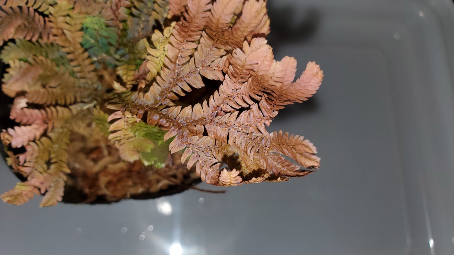 Homalomena sp.（ホマロメナ sp.）の育て方